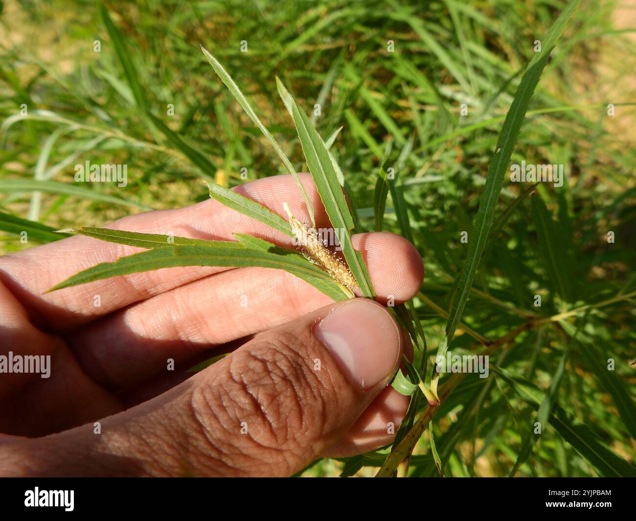 interior sandbar willow (Salix interior Stock Photo - Alamy