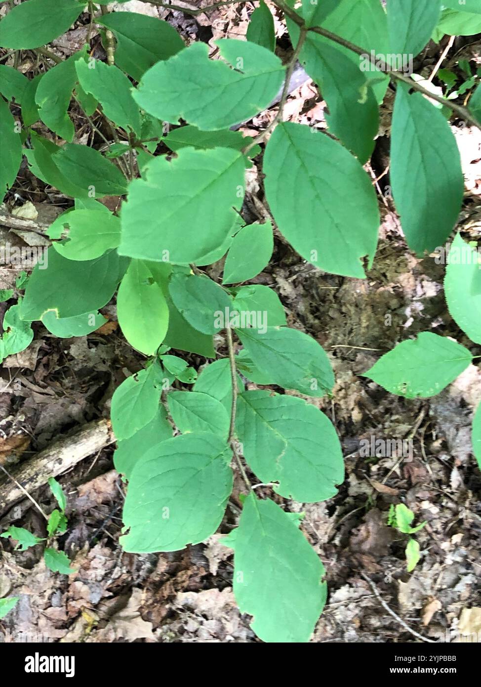 eastern leatherwood (Dirca palustris Stock Photo - Alamy