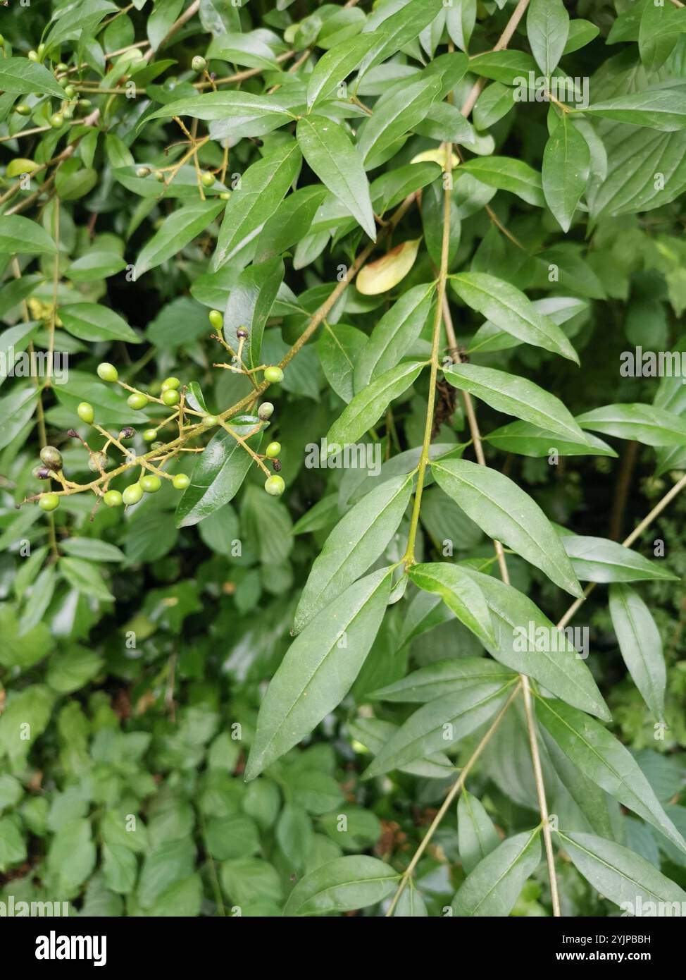Common Privet (Ligustrum vulgare Stock Photo - Alamy