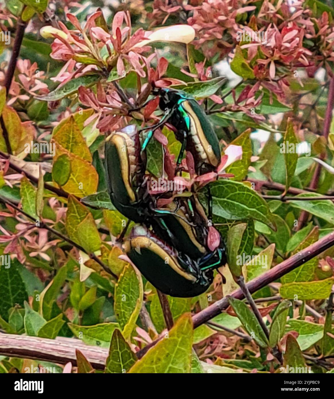 Figeater Beetle (Cotinis mutabilis Stock Photo - Alamy