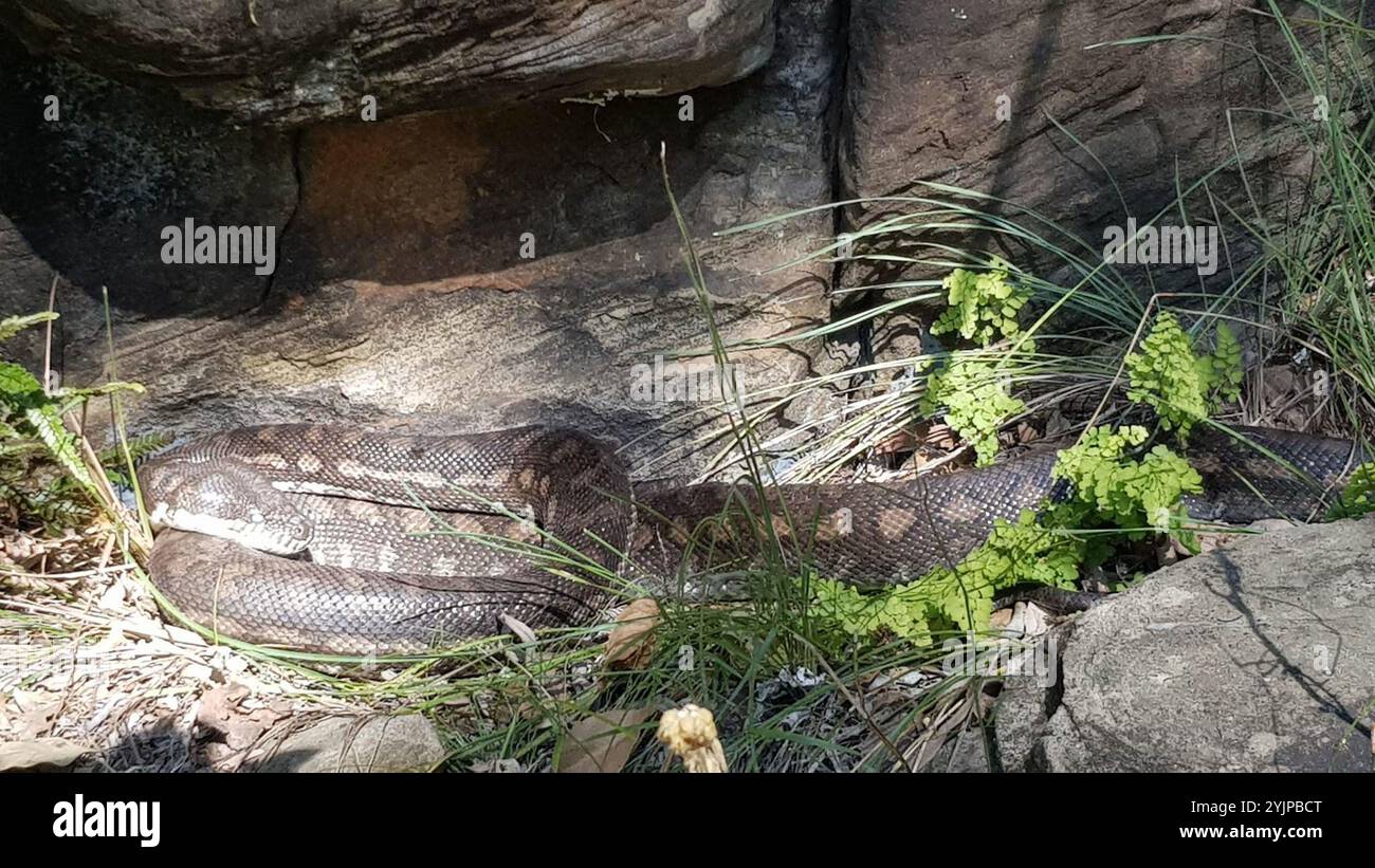 Carpet Python (Morelia spilota Stock Photo - Alamy
