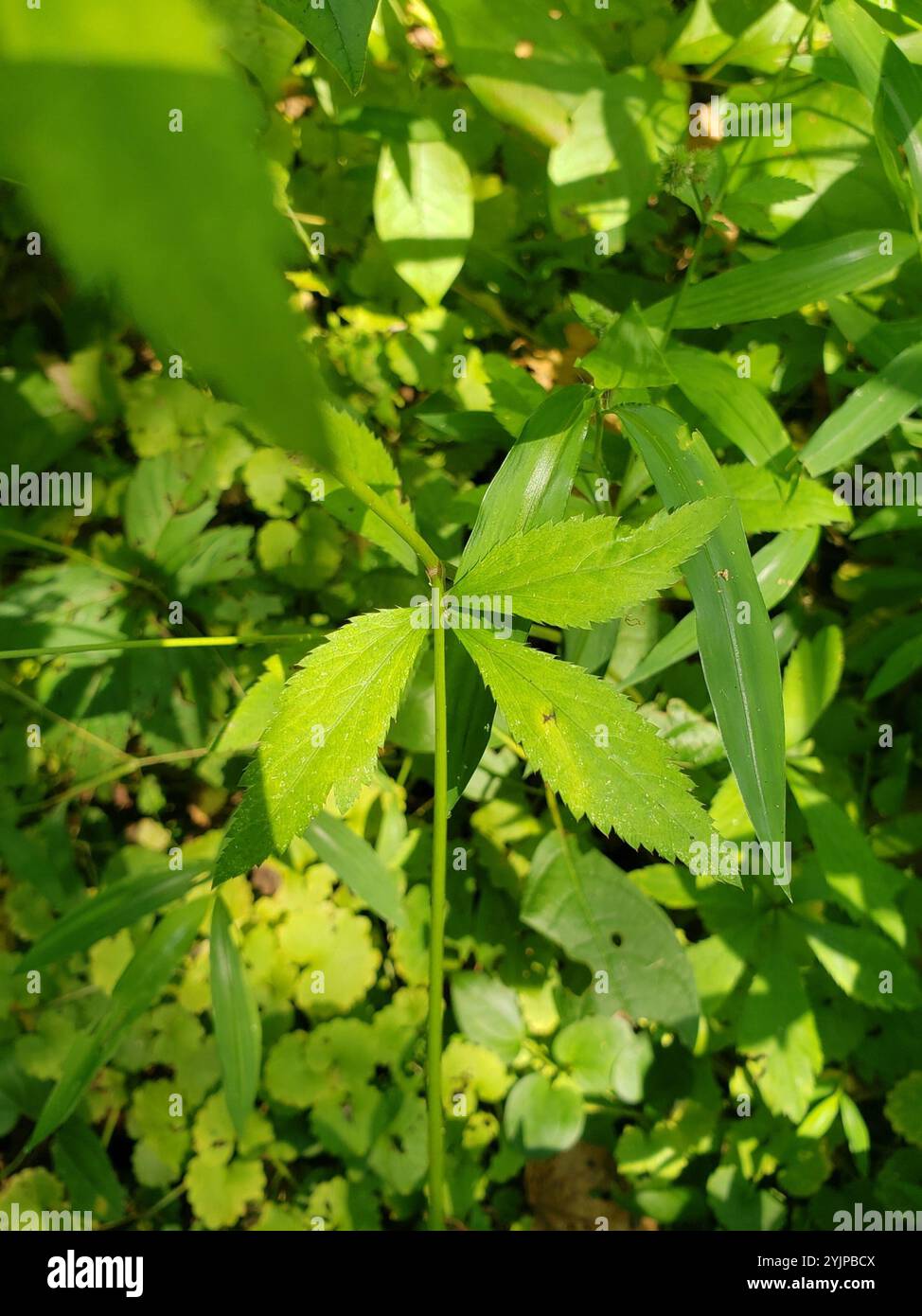 Black Snakeroot (Sanicula canadensis Stock Photo - Alamy