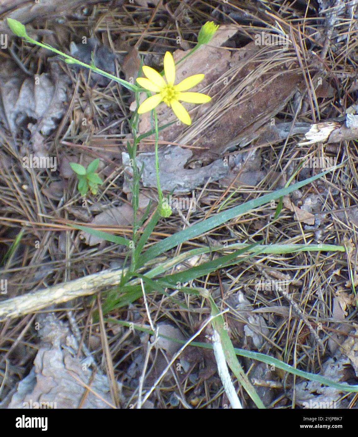 Pineland Silkgrass (Pityopsis aspera Stock Photo - Alamy