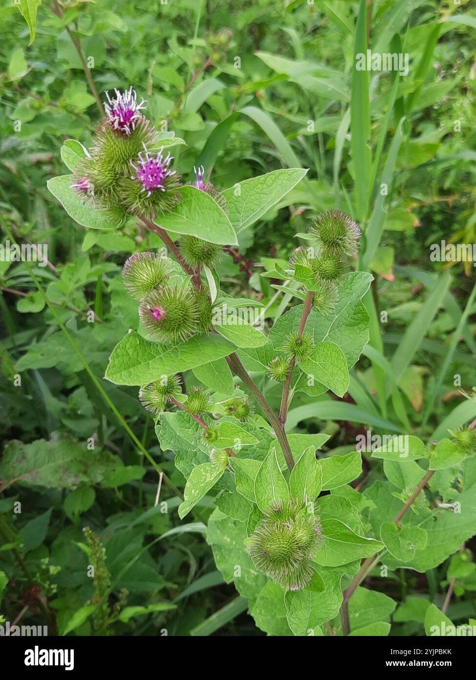 lesser burdock (Arctium minus Stock Photo - Alamy