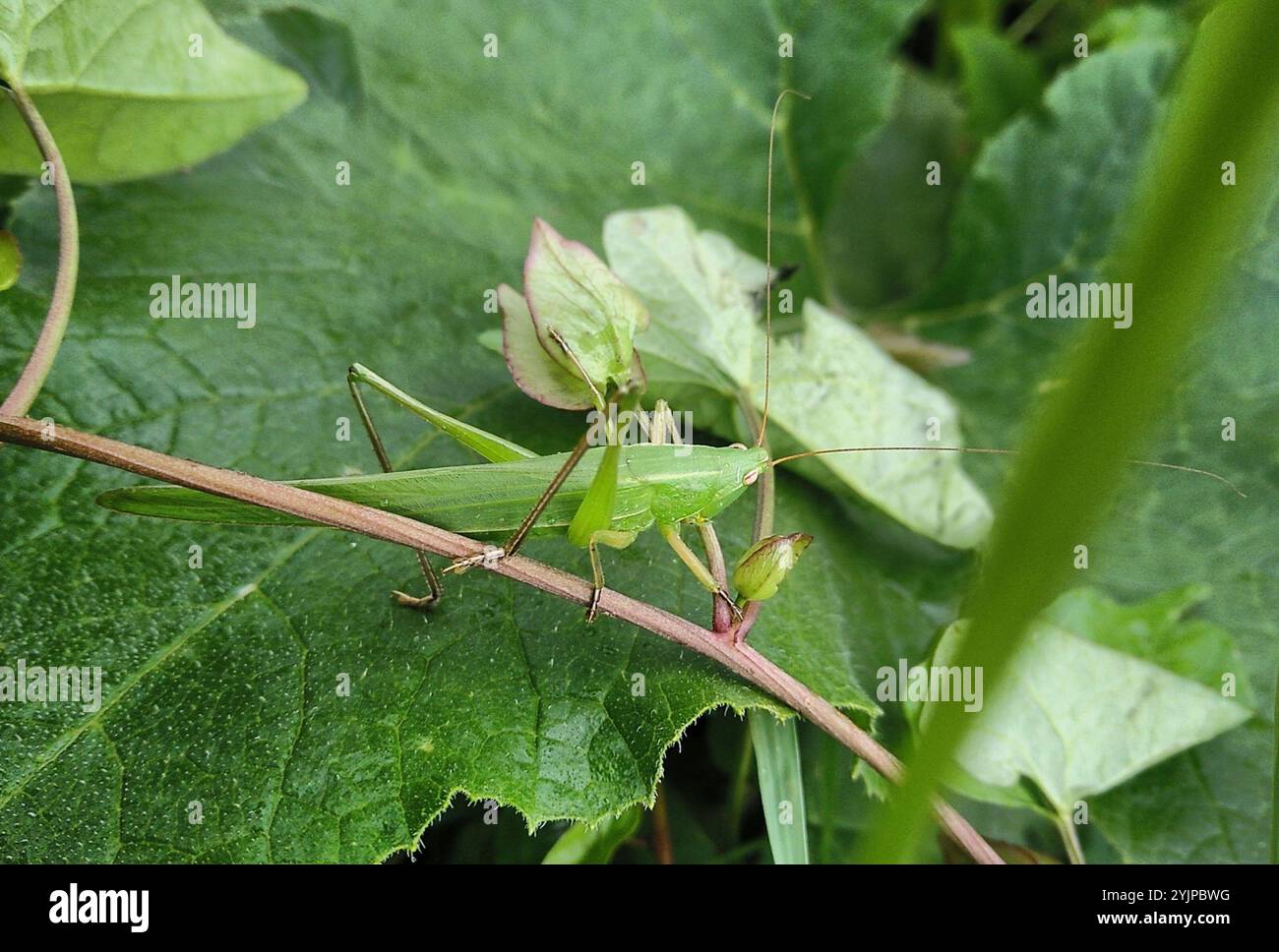 Large Conehead (Ruspolia nitidula Stock Photo - Alamy