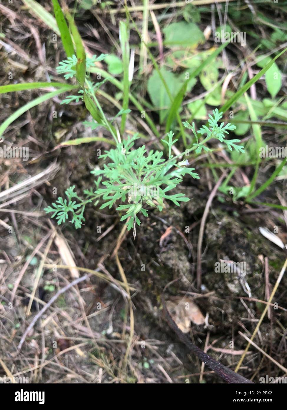 Leucospora multifida hi-res stock photography and images - Alamy