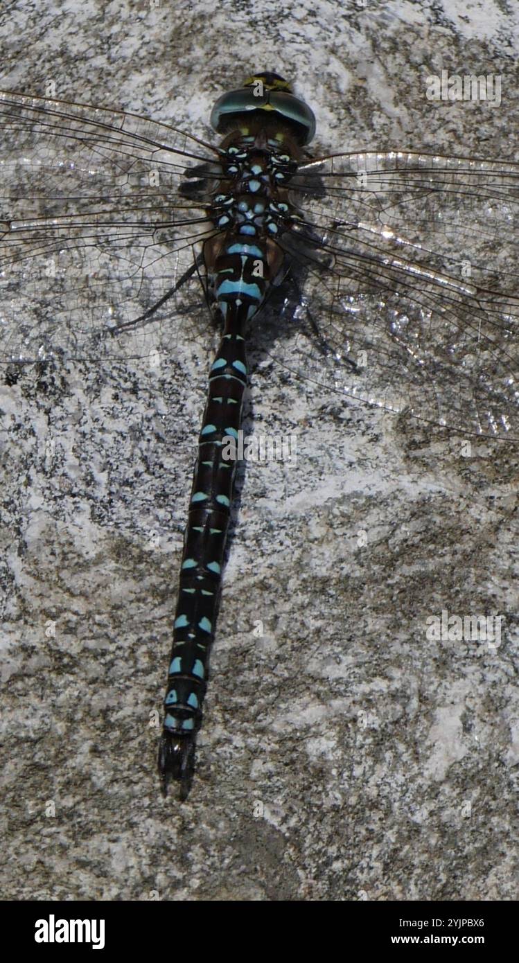 Sedge Darner (Aeshna juncea Stock Photo - Alamy