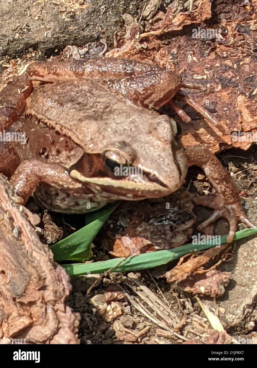 Wood Frog (Lithobates sylvaticus Stock Photo - Alamy