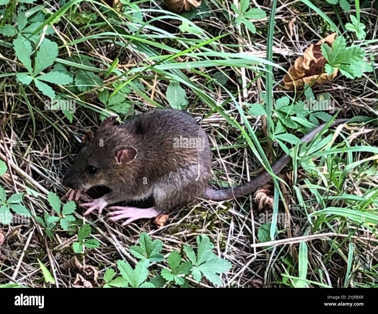 Old World Rats (Rattus Stock Photo - Alamy