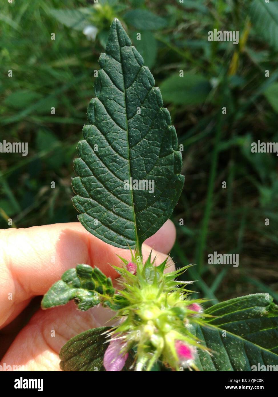 Common hemp-nettle (Galeopsis tetrahit Stock Photo - Alamy