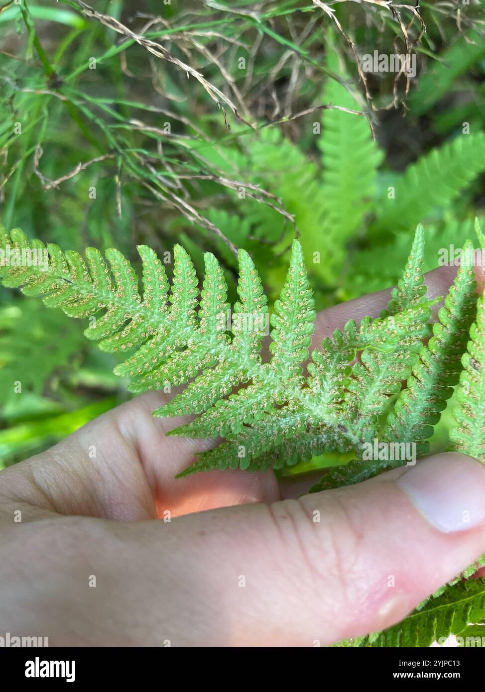 long beech fern (Phegopteris connectilis Stock Photo - Alamy