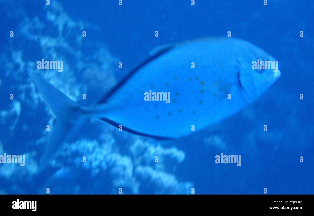 Orange-spotted Trevally (Flavocaranx bajad Stock Photo - Alamy