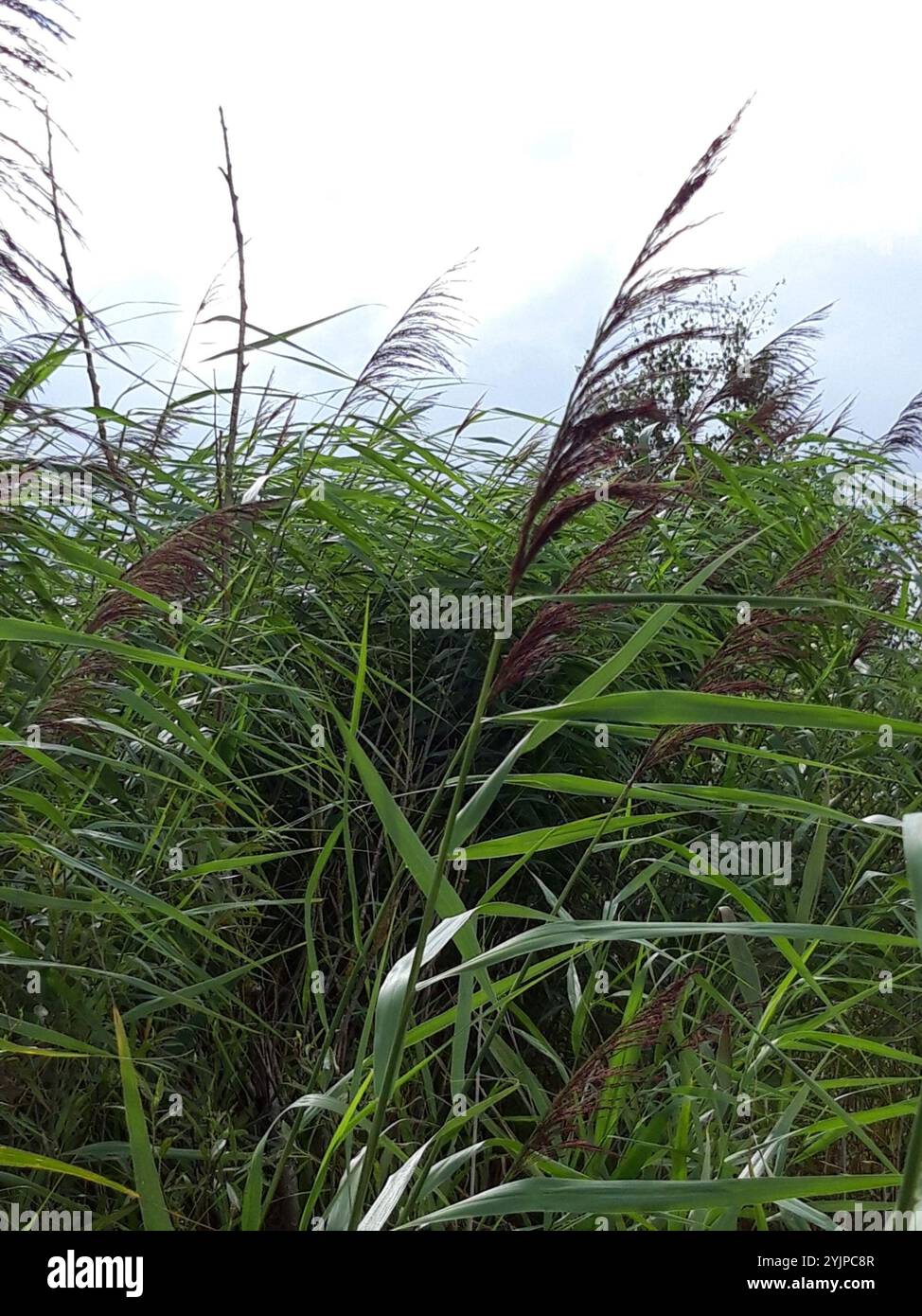 European reed (Phragmites australis australis Stock Photo - Alamy