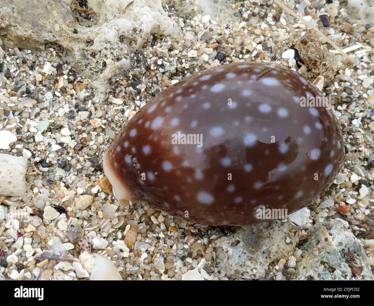 Calf Cowry (Lyncina vitellus Stock Photo - Alamy
