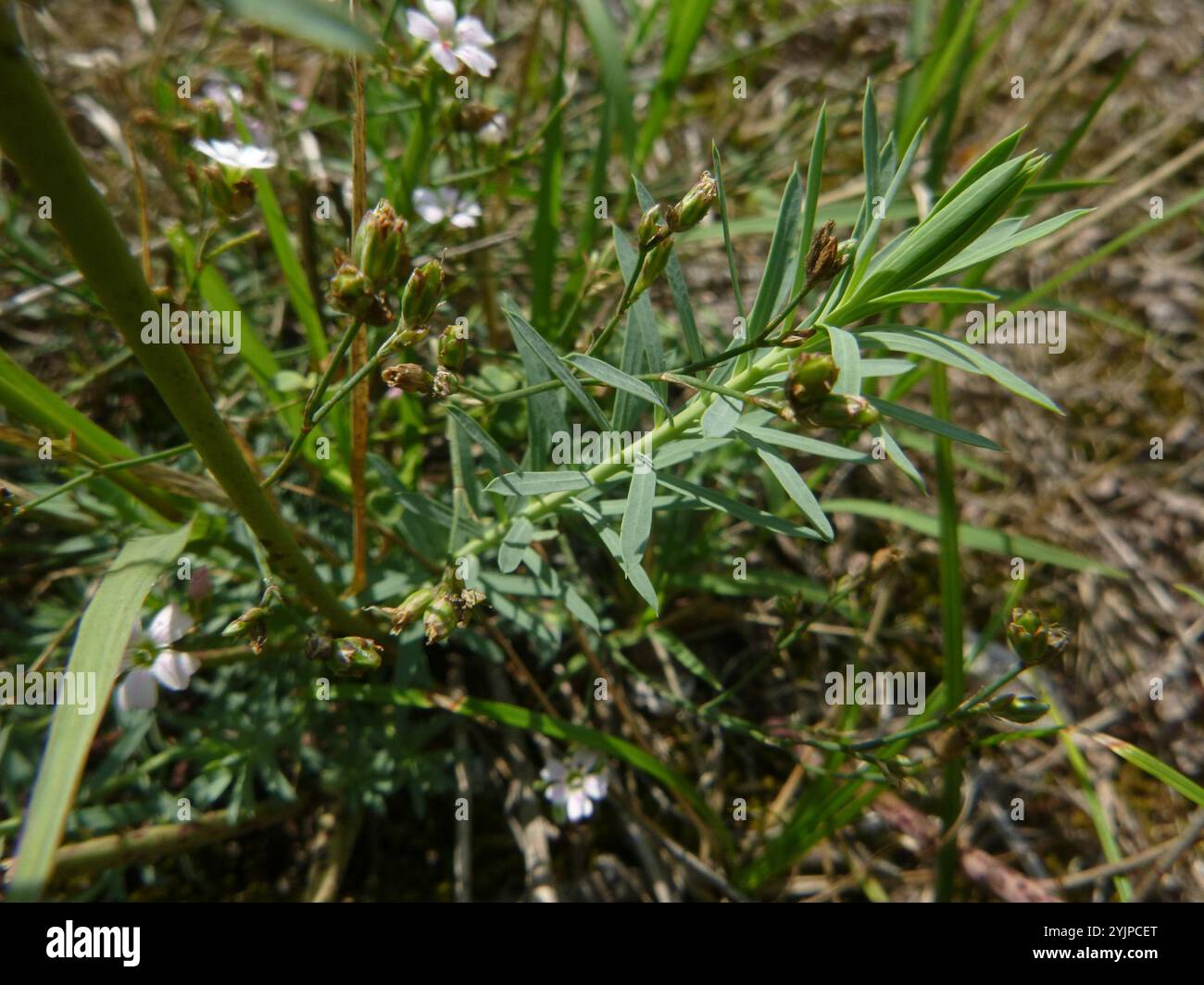 steppe spurge (Euphorbia seguieriana Stock Photo - Alamy