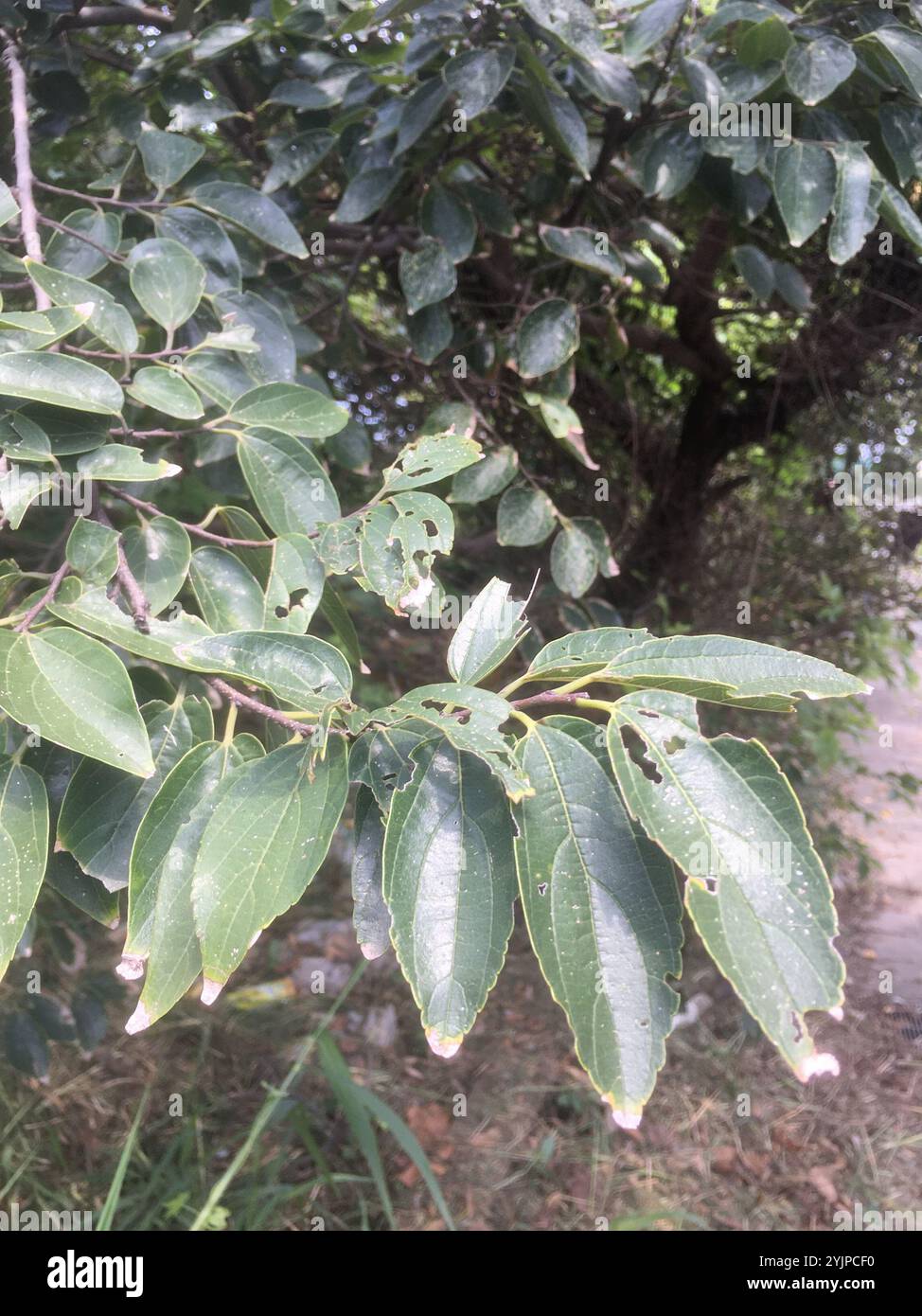 Chinese Hackberry (Celtis sinensis Stock Photo - Alamy