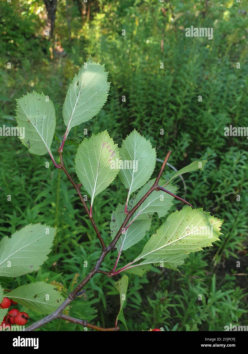 Large-thorn hawthorn (Crataegus macracantha Stock Photo - Alamy