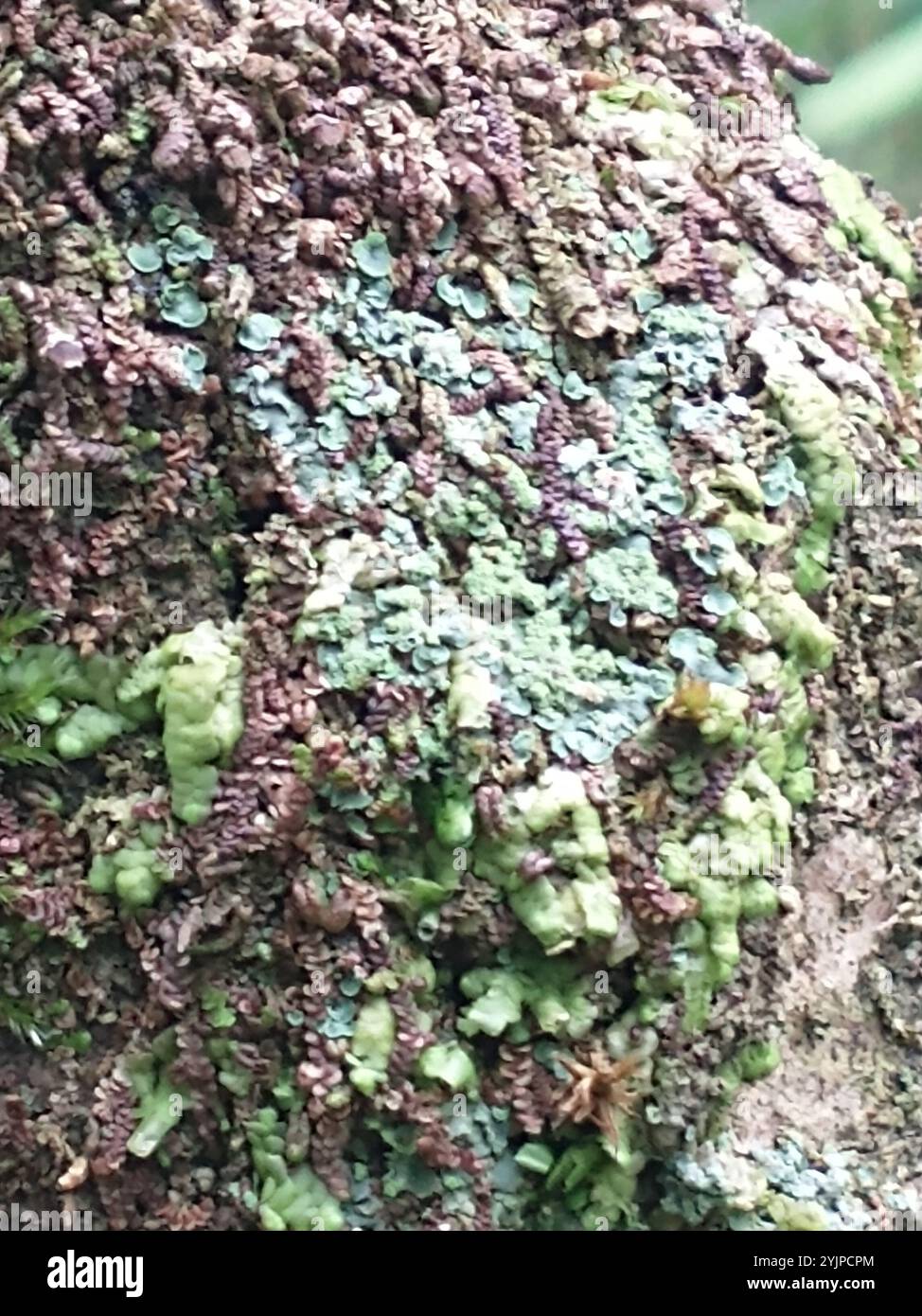Elf Ears lichen (Normandina pulchella Stock Photo - Alamy
