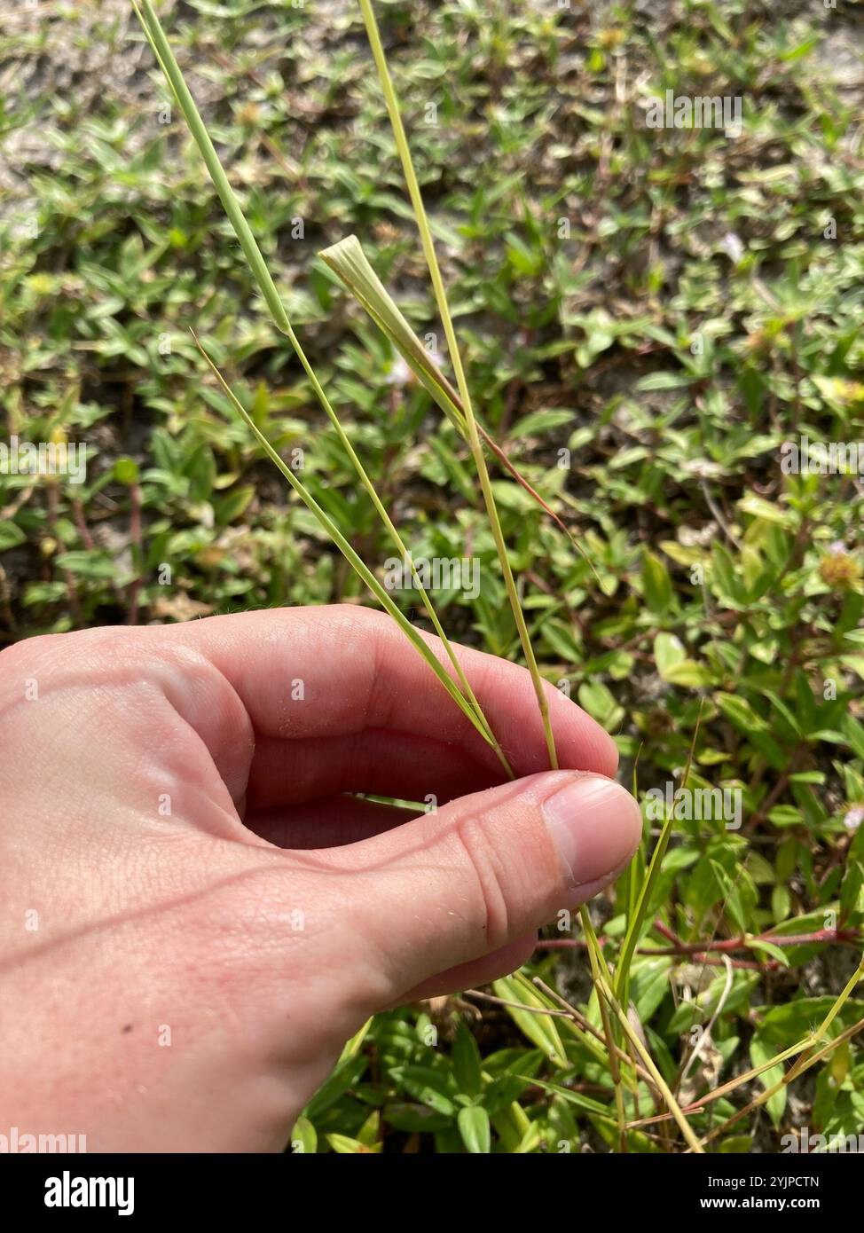 Gophertail Lovegrass (Eragrostis ciliaris Stock Photo - Alamy