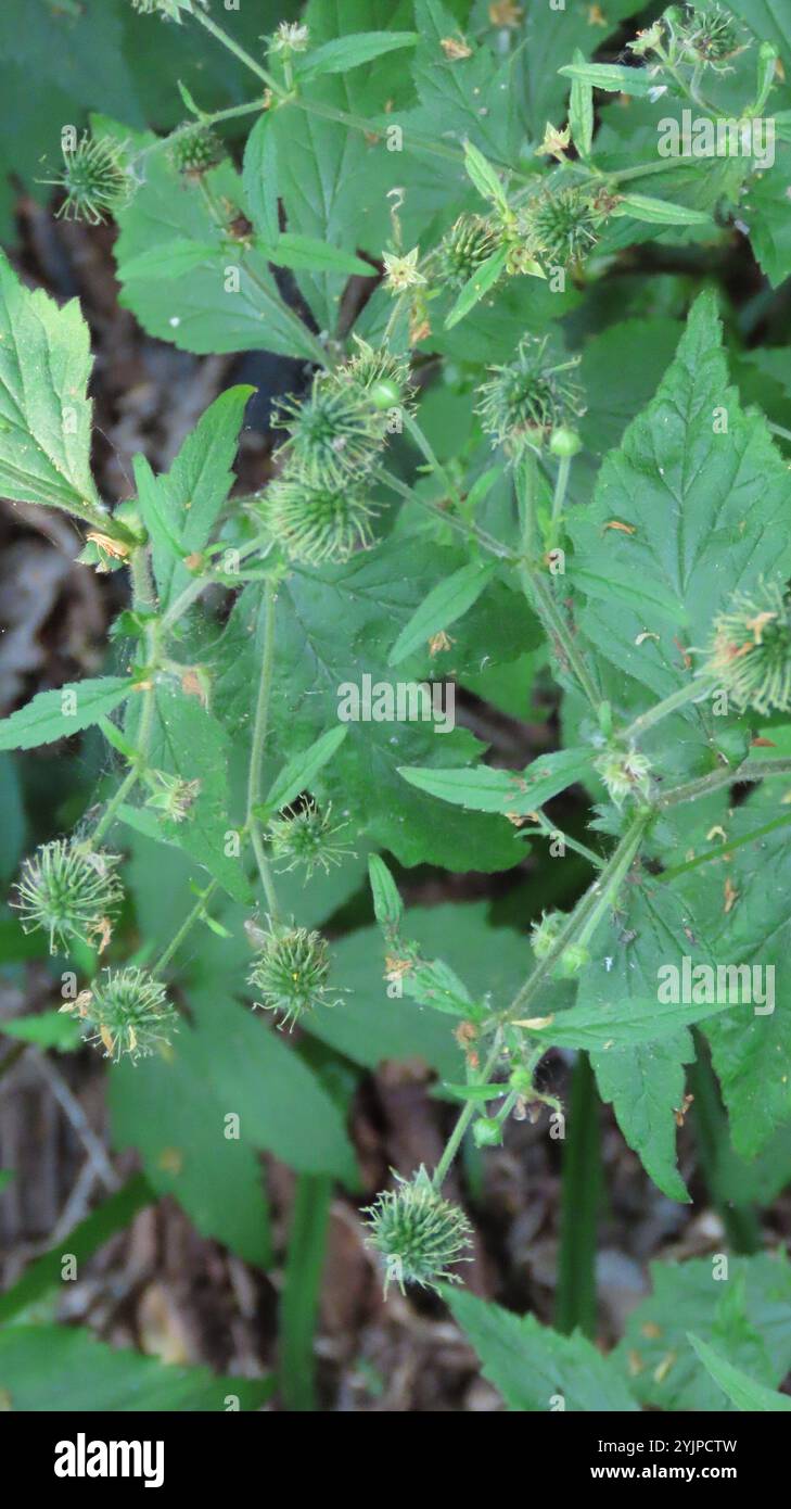 white avens (Geum canadense Stock Photo - Alamy