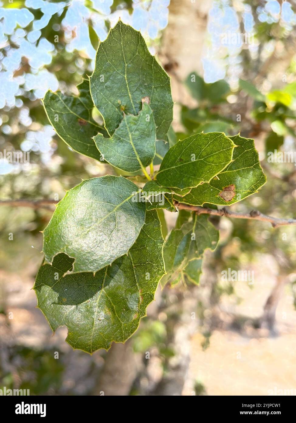 coast live oak (Quercus agrifolia Stock Photo - Alamy