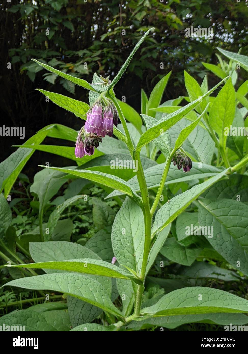 common comfrey (Symphytum officinale Stock Photo - Alamy
