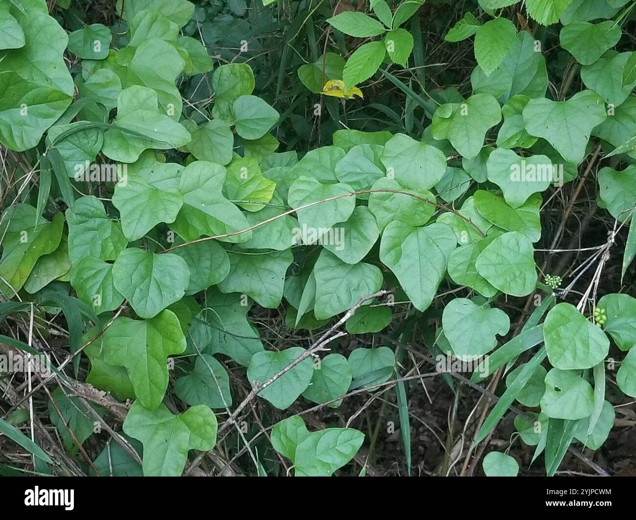 Carolina snailseed (Nephroia carolina Stock Photo - Alamy
