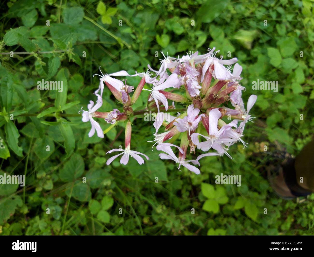 common soapwort (Saponaria officinalis Stock Photo - Alamy