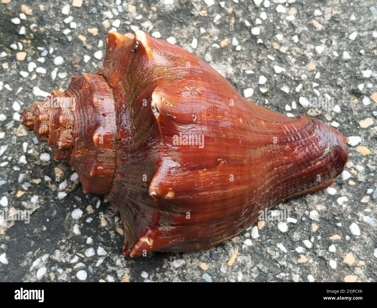 Spiral Melongena (Volegalea cochlidium Stock Photo - Alamy