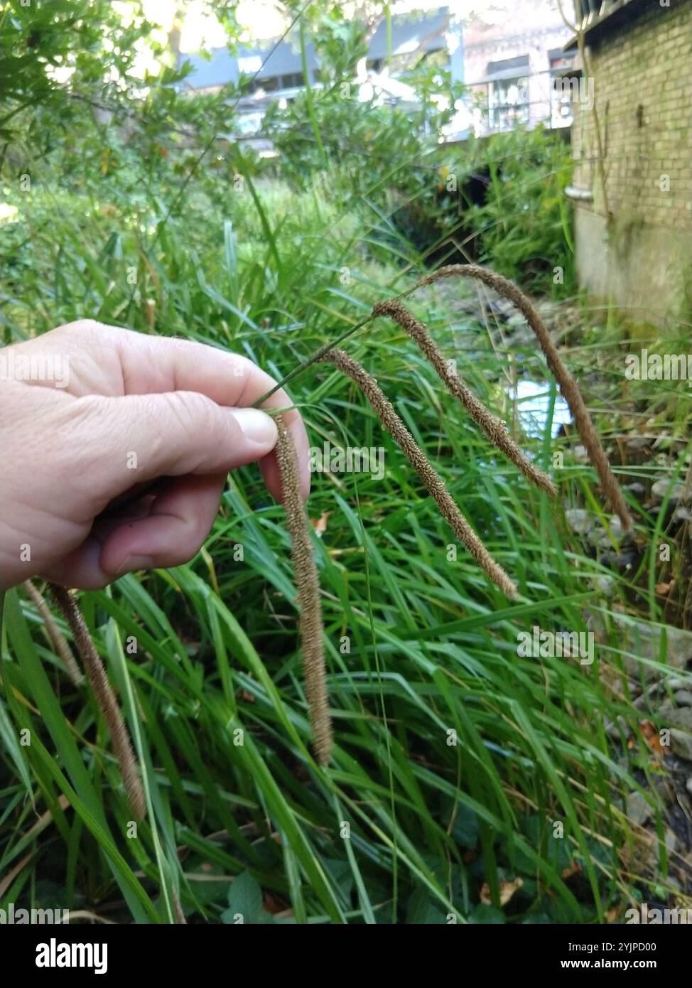 Hanging sedge (Carex pendula Stock Photo - Alamy