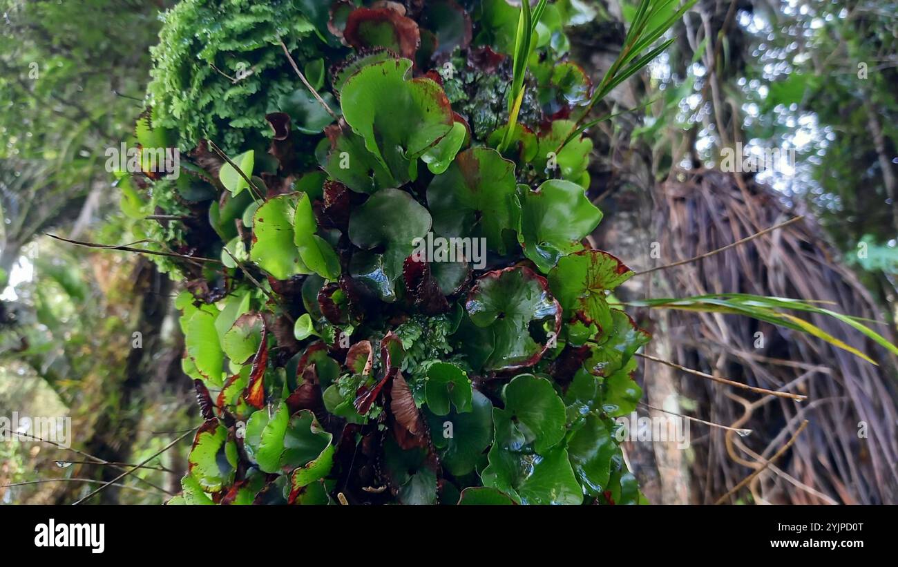 Kidney fern hi-res stock photography and images - Alamy