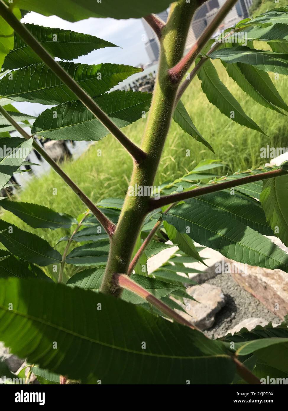 staghorn sumac (Rhus typhina Stock Photo - Alamy