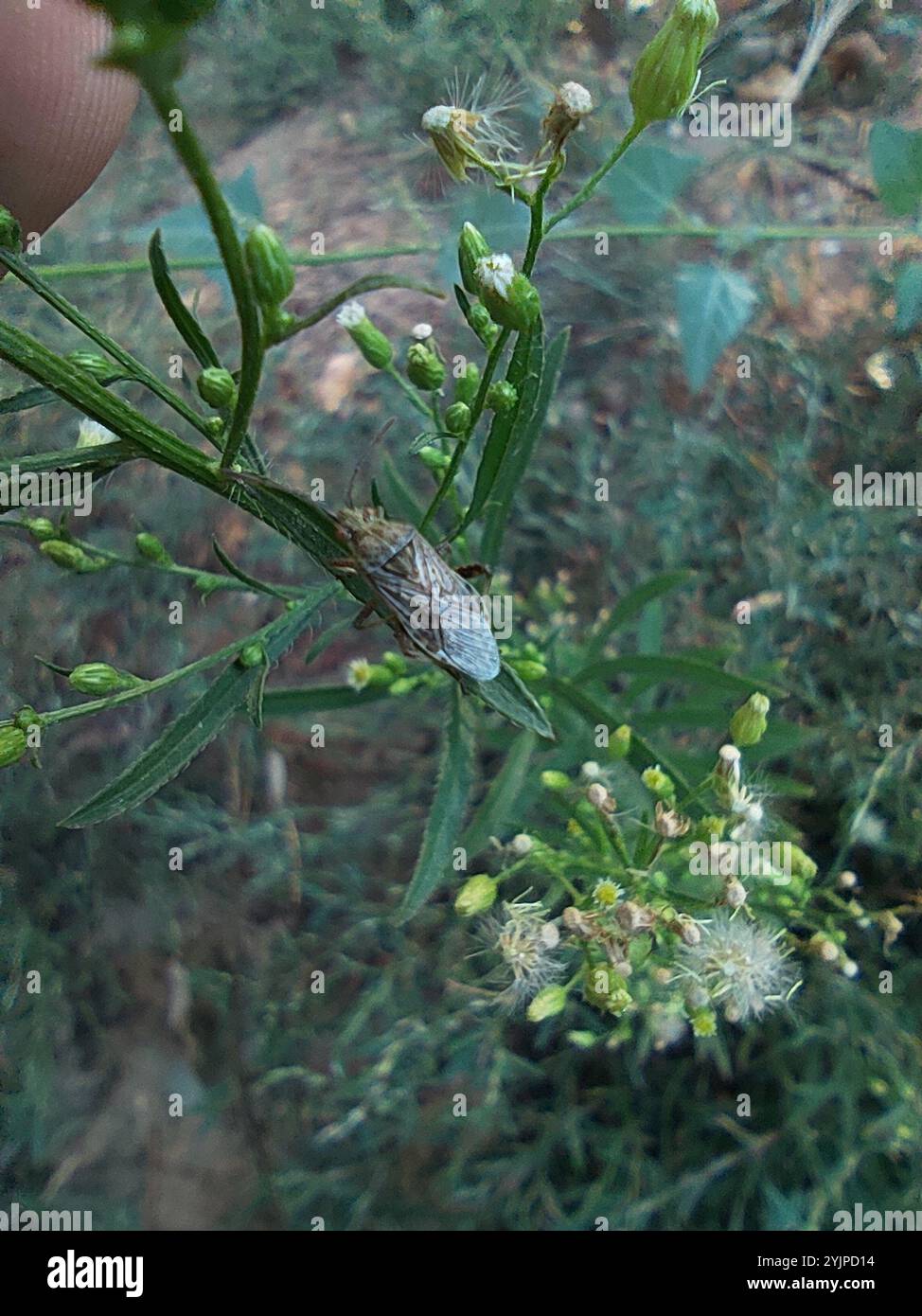 False chinch bugs (Nysius Stock Photo - Alamy