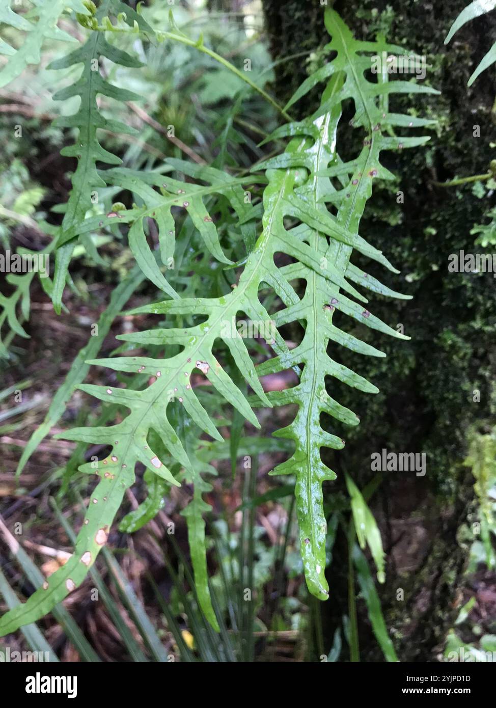 Fragrant Fern (Microsorum scandens Stock Photo - Alamy