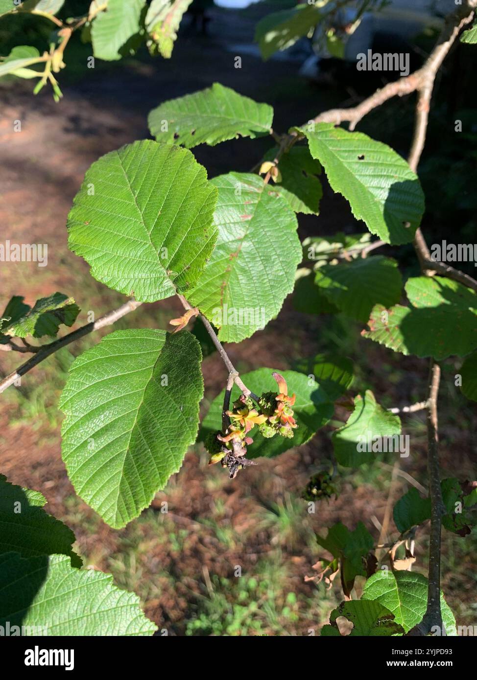 grey alder (Alnus incana Stock Photo - Alamy