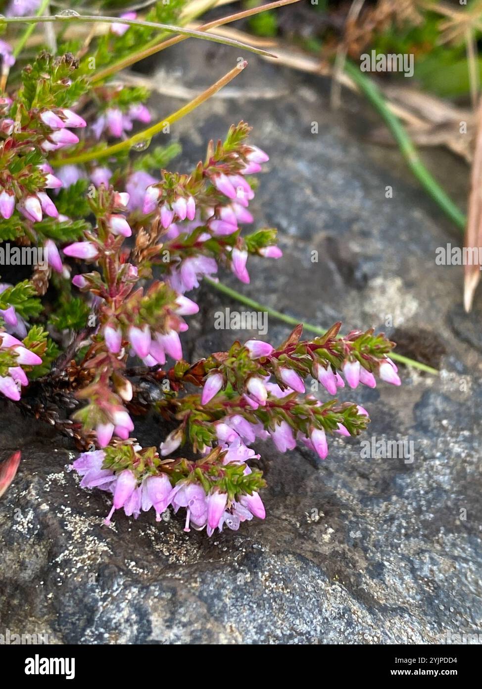 common heather (Calluna vulgaris Stock Photo - Alamy