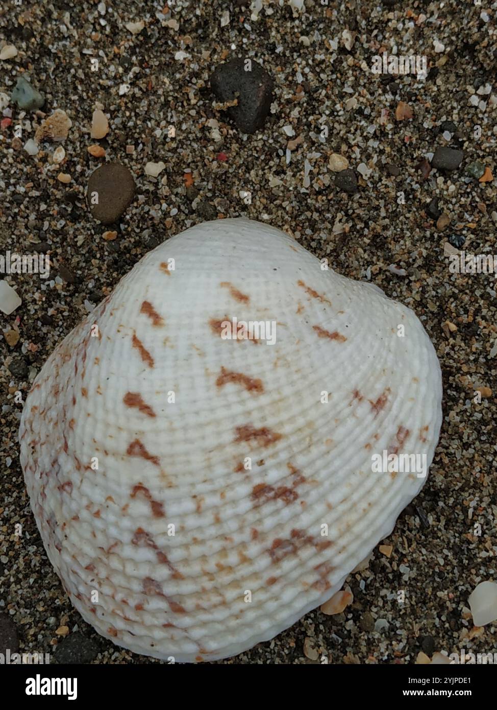 Reticulated Venus (Periglypta reticulata Stock Photo - Alamy