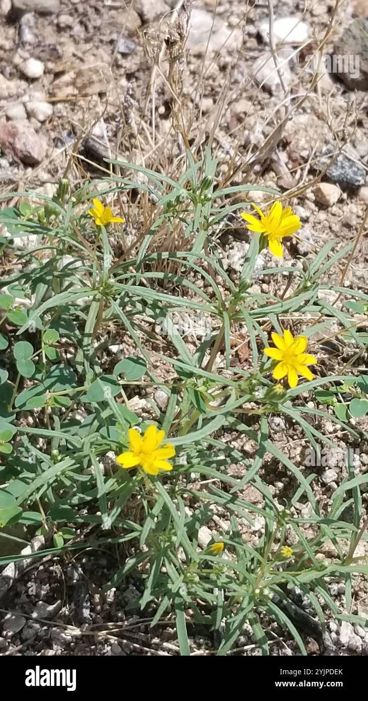 Chinchweed (Pectis papposa Stock Photo - Alamy