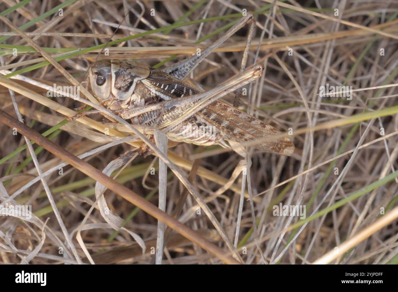 White-faced Bush-cricket (Decticus albifrons Stock Photo - Alamy