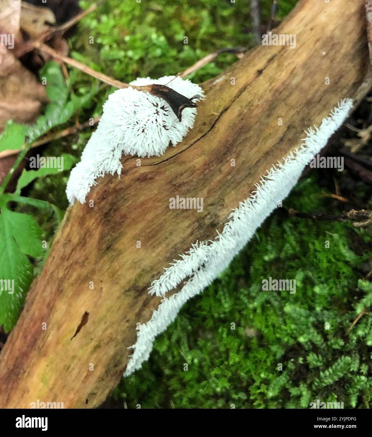 Honeycomb Coral Slime Mold (Ceratiomyxa fruticulosa Stock Photo - Alamy