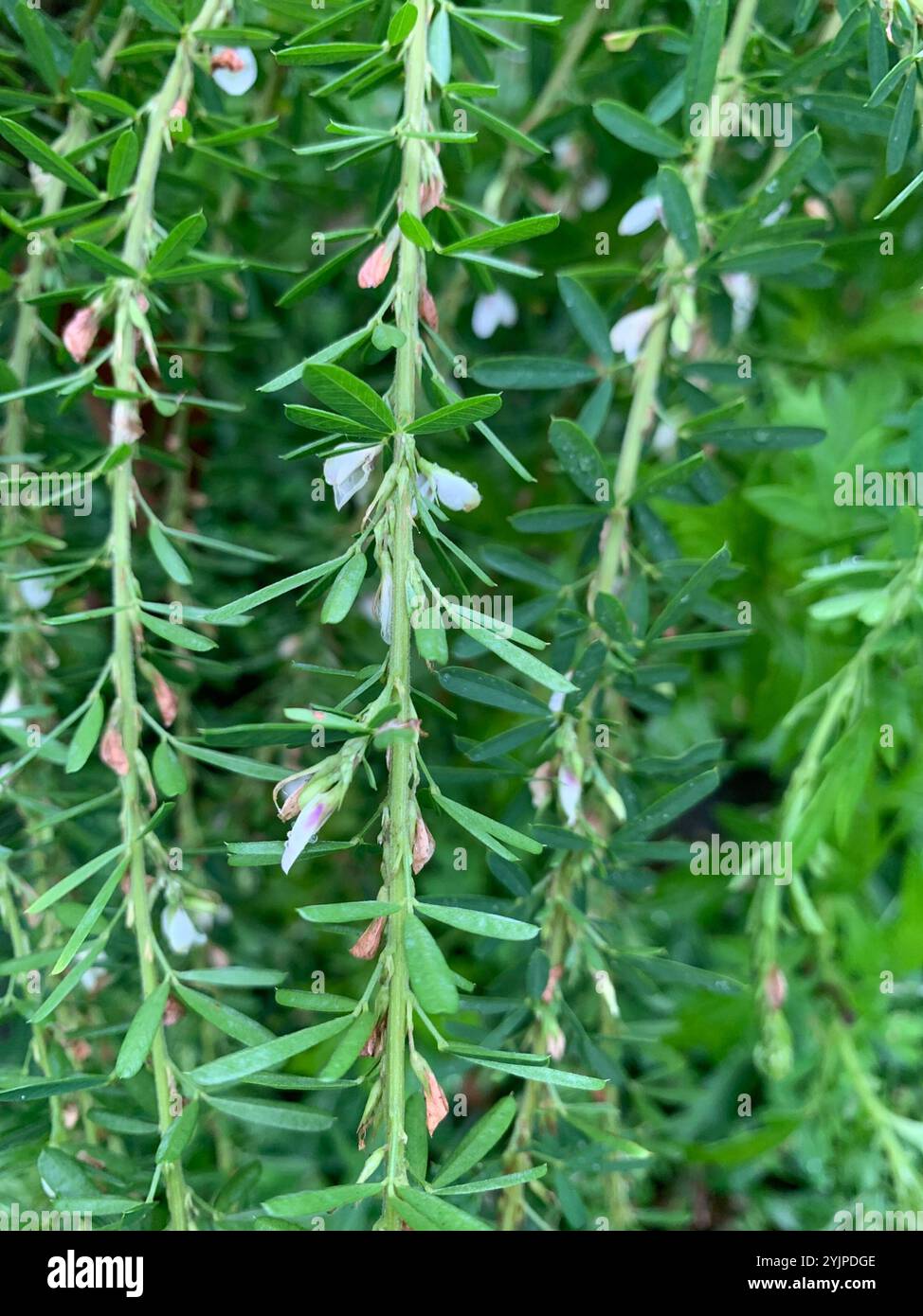 Chinese bushclover (Lespedeza cuneata Stock Photo - Alamy