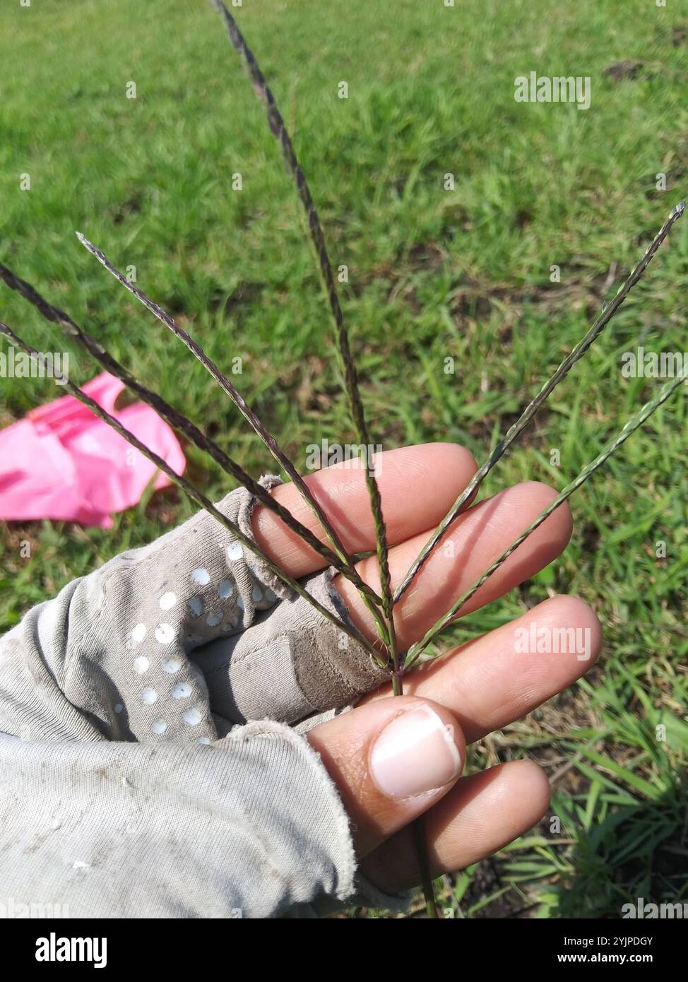 Hairy Crabgrass (Digitaria sanguinalis Stock Photo - Alamy