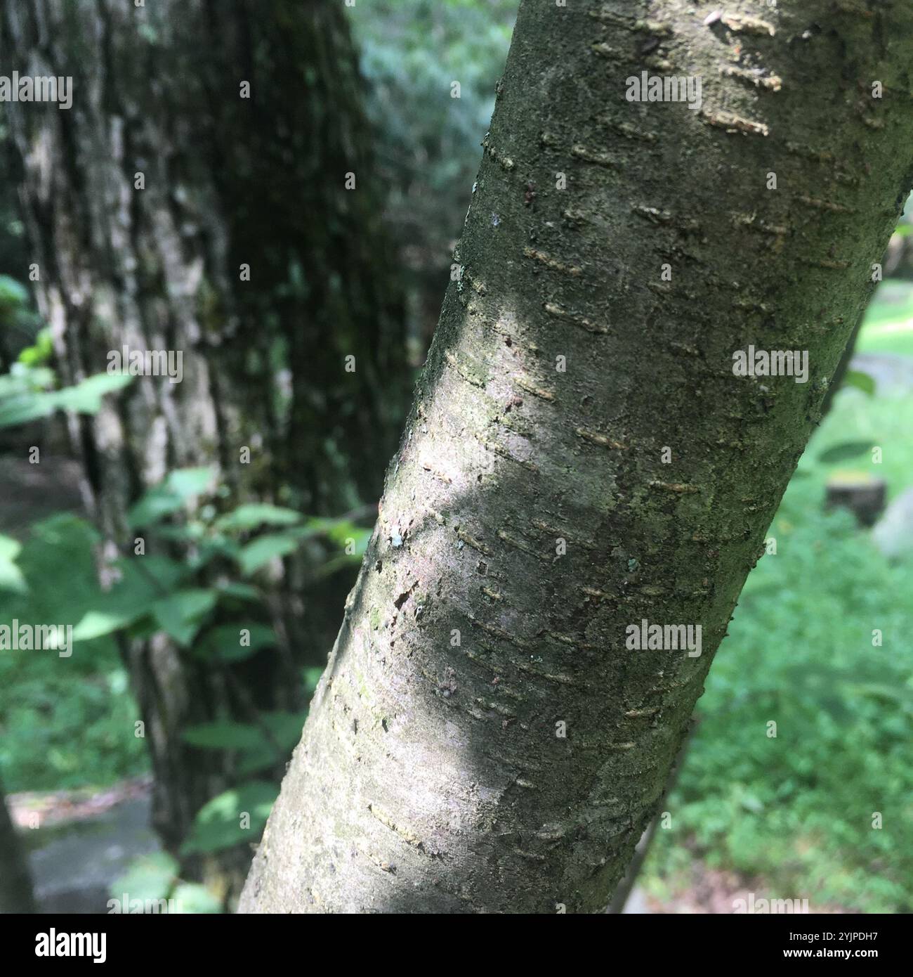 sweet birch (Betula lenta Stock Photo - Alamy