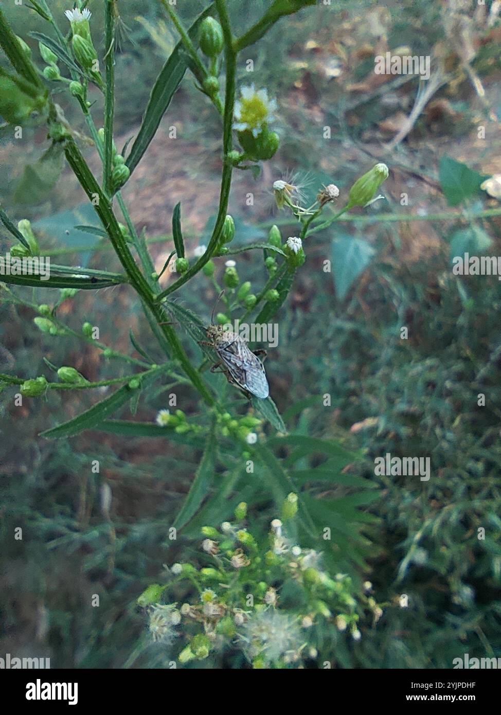 False chinch bugs (Nysius Stock Photo - Alamy