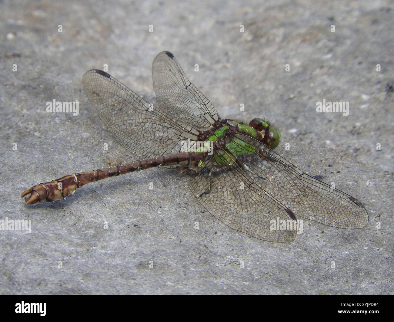 Rusty Snaketail (Ophiogomphus rupinsulensis Stock Photo - Alamy