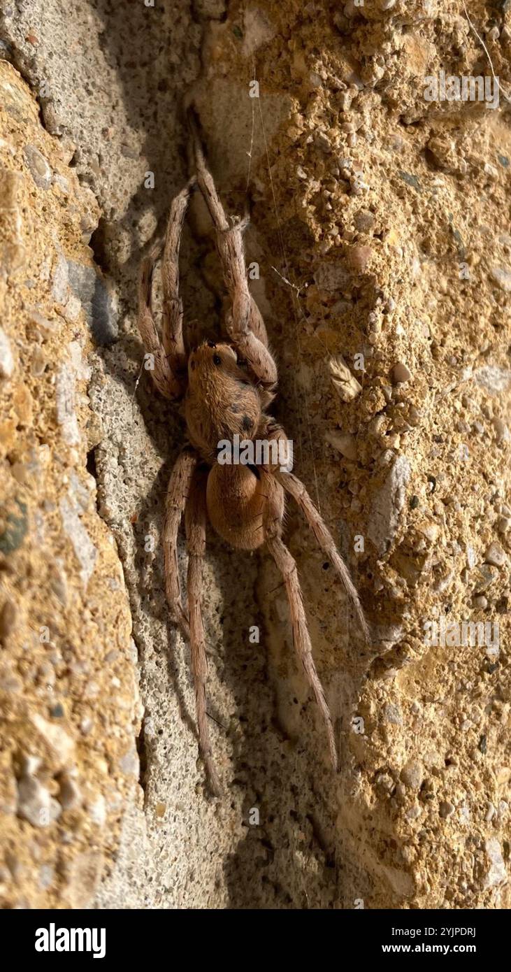 Burrowing Wolf Spiders (Geolycosa Stock Photo - Alamy