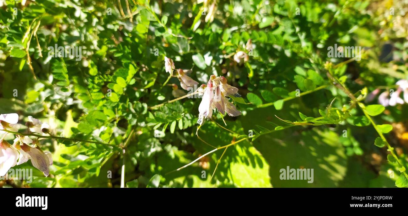 Wood Vetch (Vicia sylvatica Stock Photo - Alamy