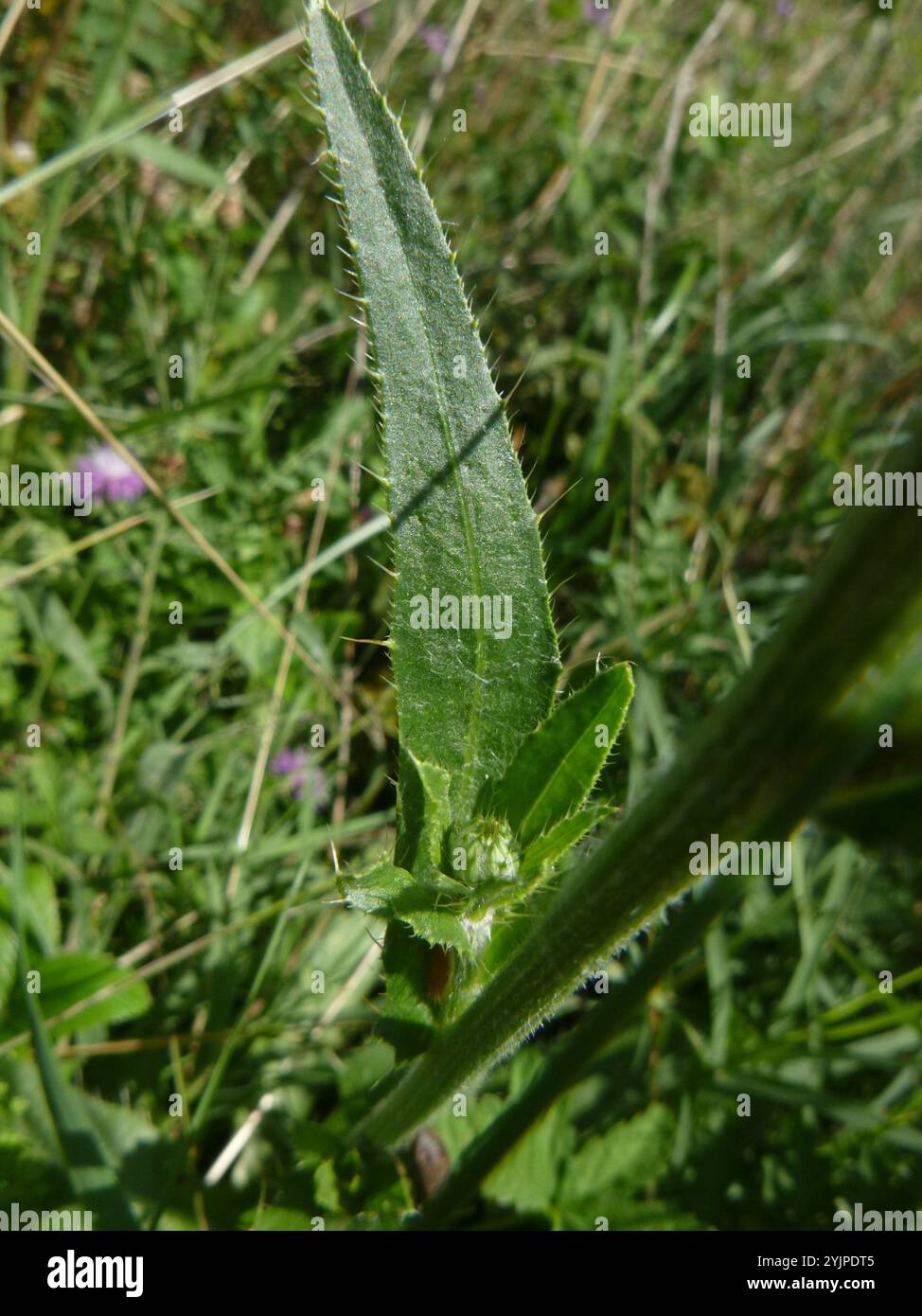Queen annes thistle hi-res stock photography and images - Alamy