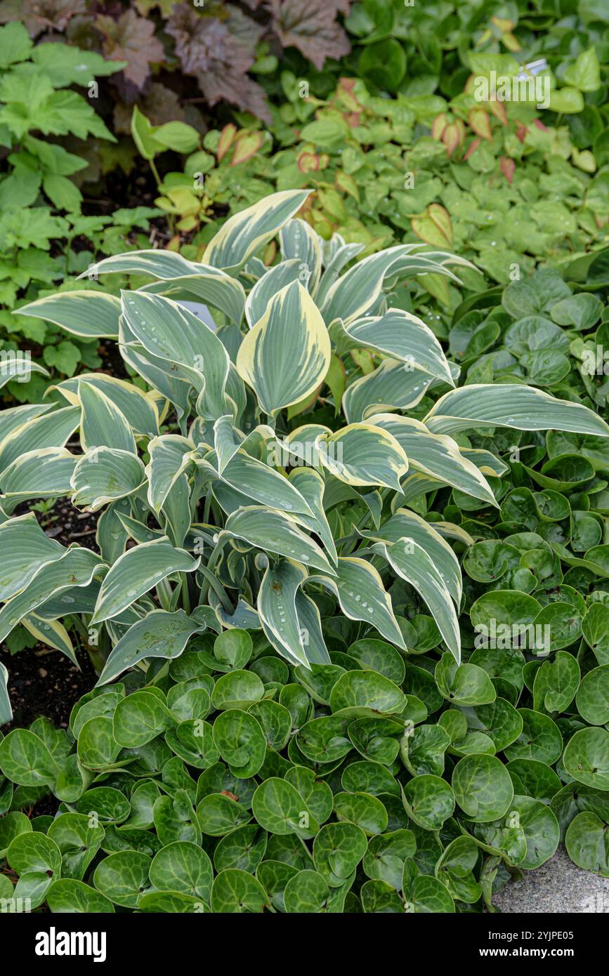 Funkie, Hosta First Frost, Hosta, Hosta First Frost Stock Photo - Alamy