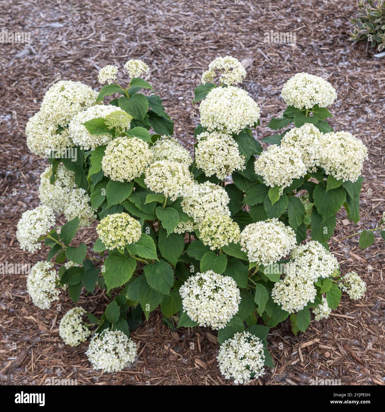 Wald-Hortensie, Hydrangea arborescens INVINCIBELLE LIMETTA, Hydrangea ...
